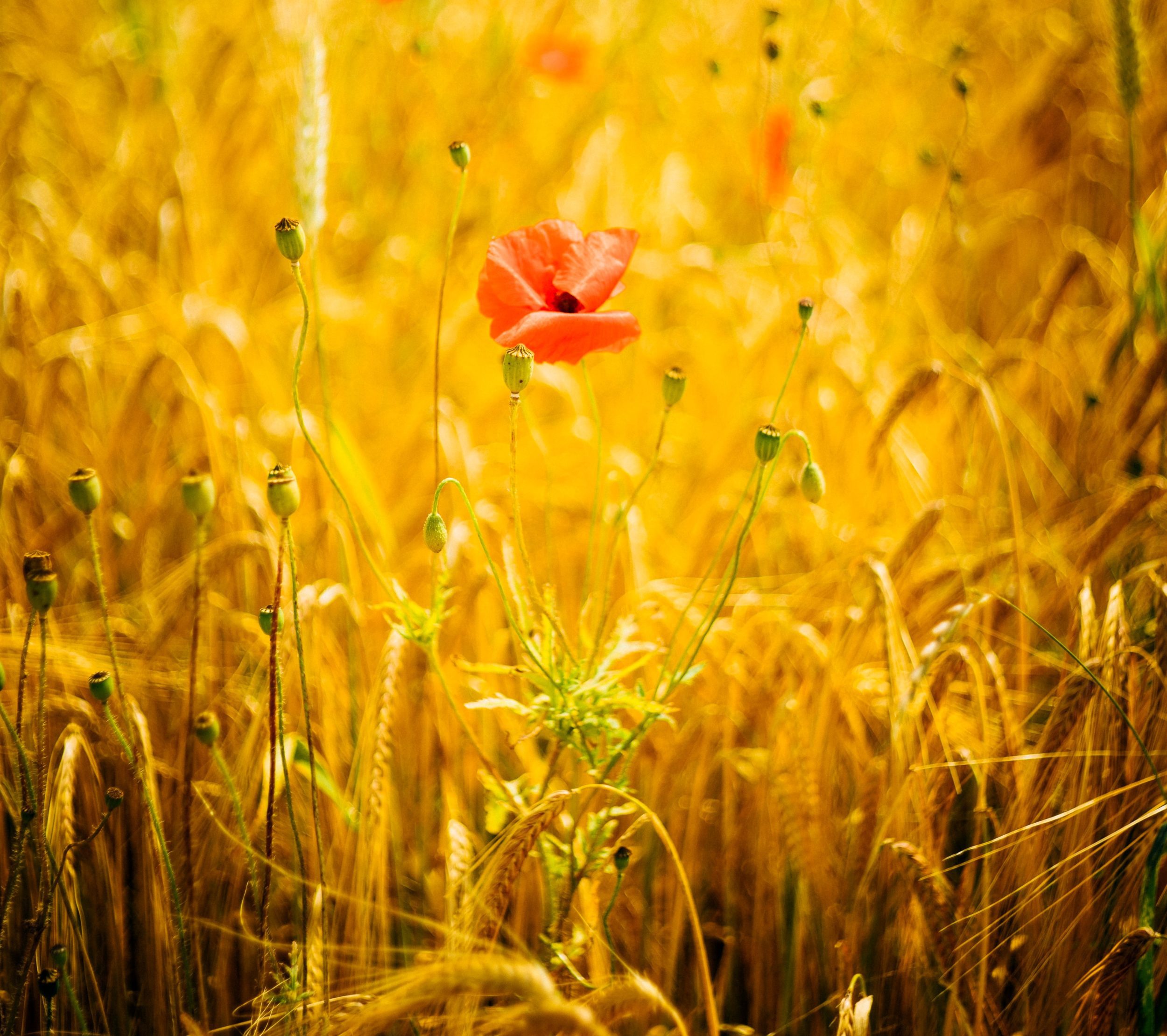 LA MOISSON EST ABONDANTE ! | Eglise Catholique Romaine Genève